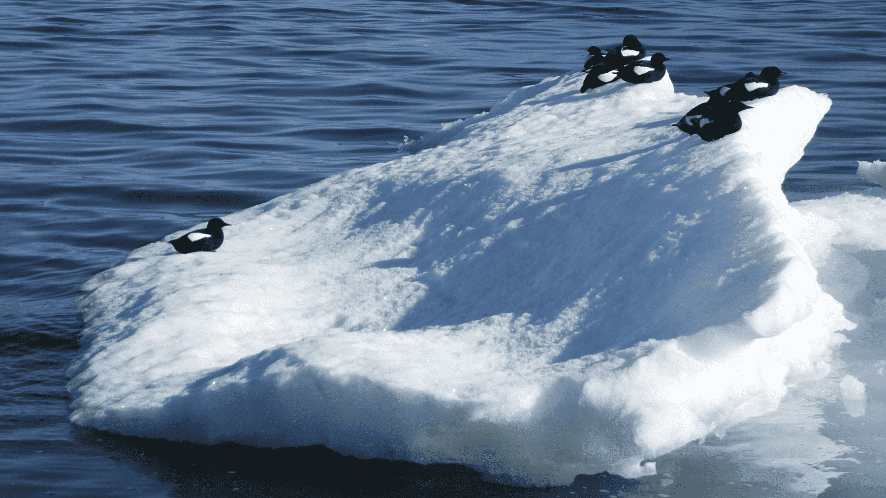 Friends of Cooper Island – Friends of Cooper Island